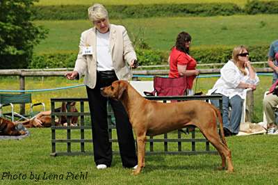 Lilongwe Rhodesian Ridgebacks - Show Results Maestro 2009-2010